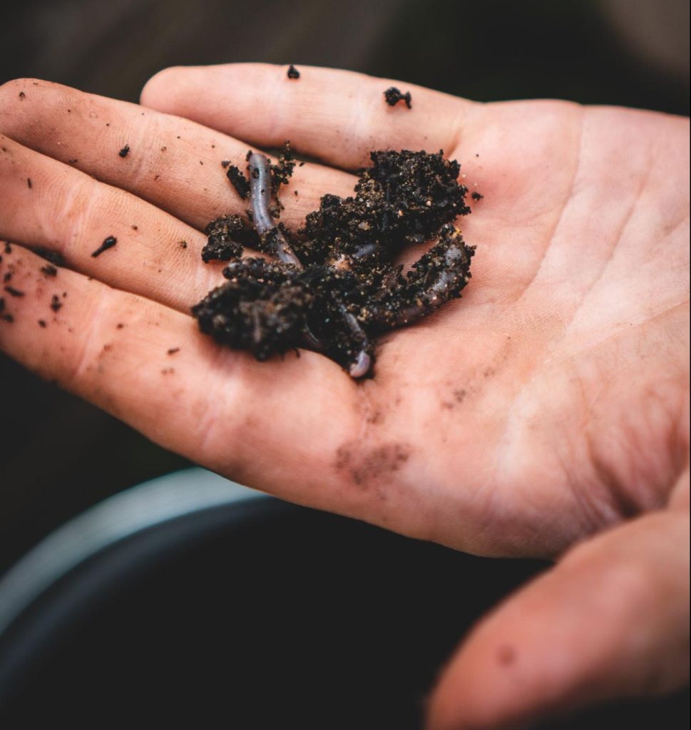 The Impact of Worm Castings on Plant Growth - Soil Kings