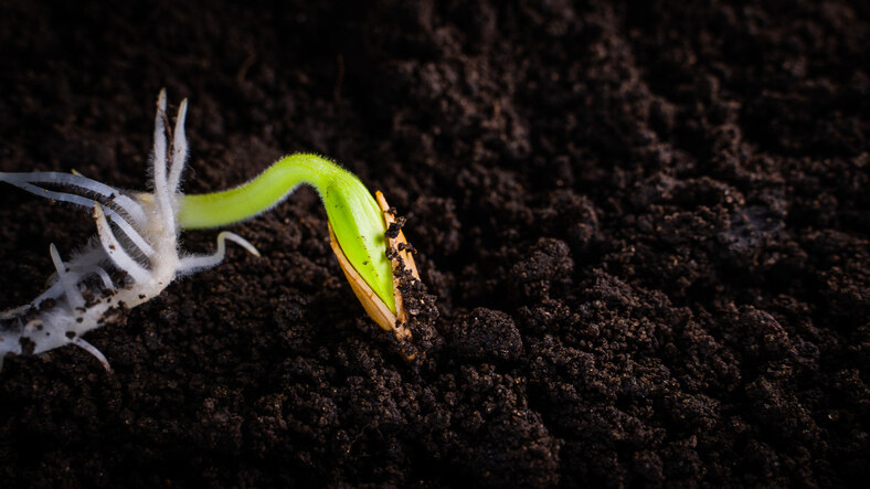 Plant Growth in Different Soil Types | Soil Kings